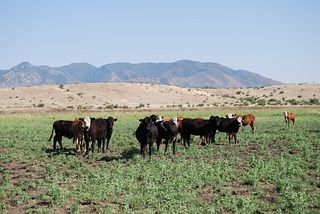 Babacorami Ranch Co., LLP