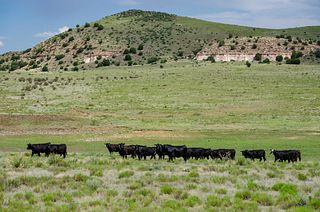 Ute Creek Cattle Company