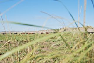 Babacorami Ranch Co., LLP