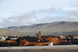 Roaring Springs Ranch
