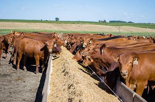 Answers to Beef Production