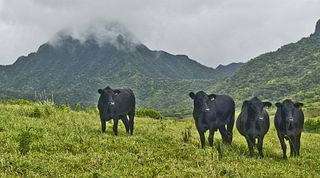 Kualoa Ranch