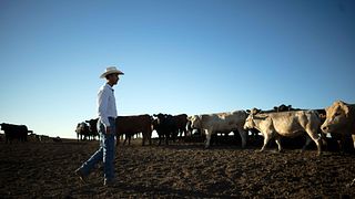 Masters of Beef Advocacy