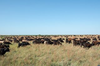 Birdwell & Clark Ranch