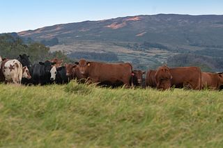 Haleakala Ranch Company