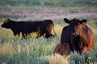 Flying Diamond Ranch