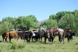 Babacorami Ranch Co., LLP