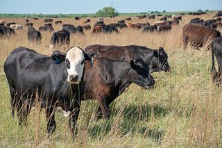 Birdwell & Clark Ranch