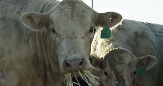 Checkoff Forms and Information