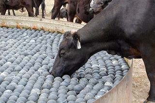 Ute Creek Cattle Company