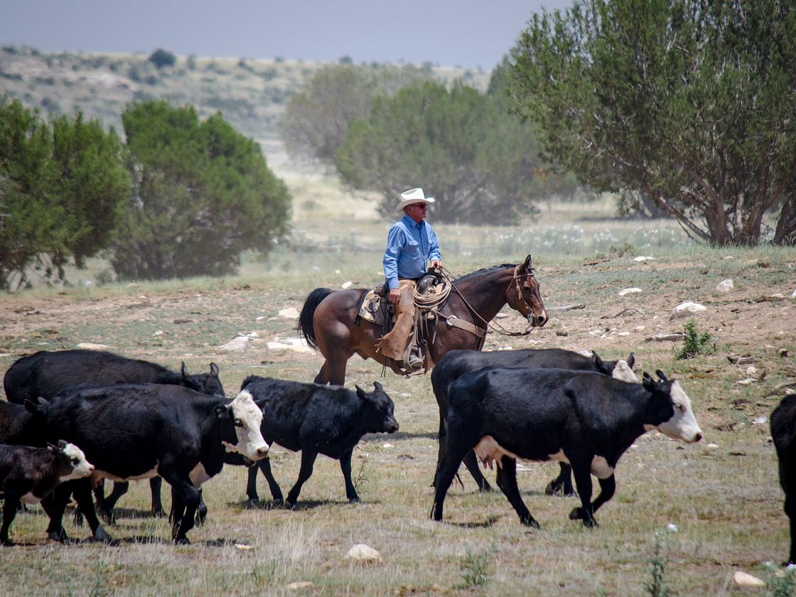 Arizona Cattle Ranch