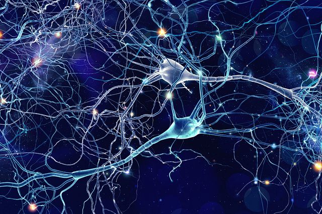 Neurotoxicity Models in Oncology Studies | Charles River