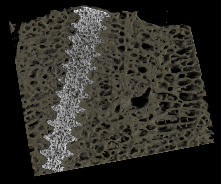 Orthopedics Models Medical Device Resources | Charles River