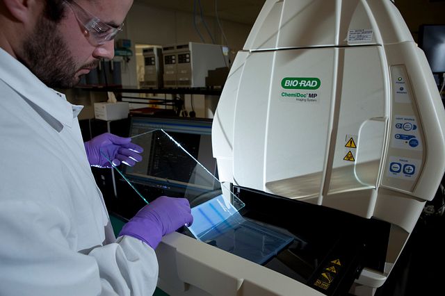 Cell Line Characterization | Charles River