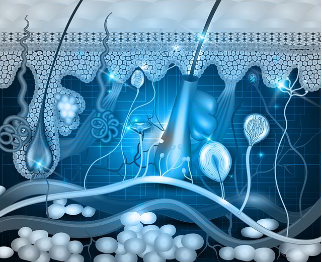 Contact Dermatitis Models | Charles River