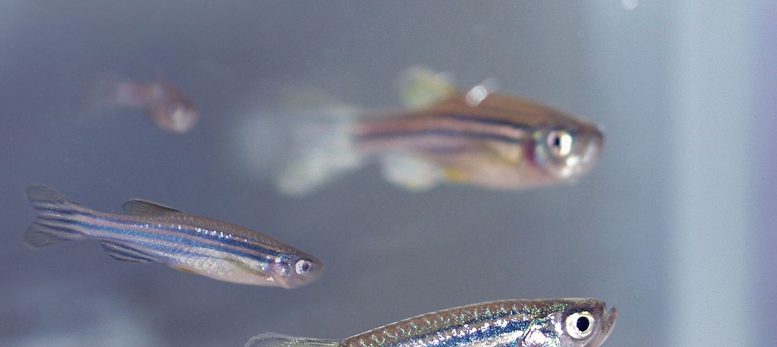 New Zebrafish PDX (ZTX™) Models Allow You to Track Metastasis In Vivo ...