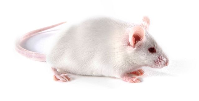 Outbred Mice | Charles River
