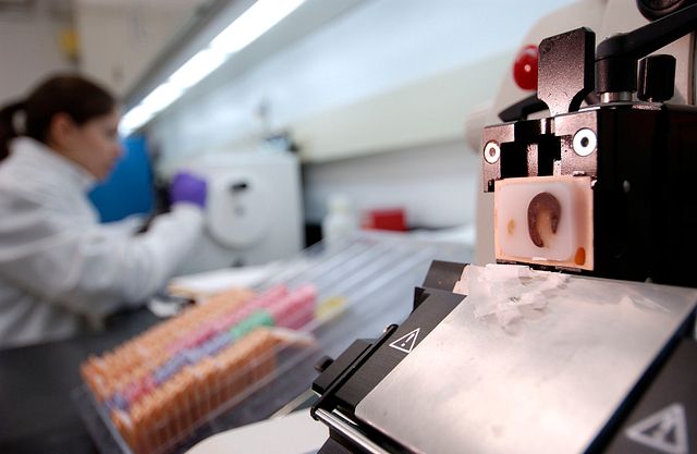 Necropsy, Histology & Histopathology Services | Charles River