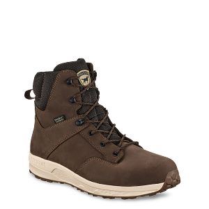 Clearwater | Irish Setter