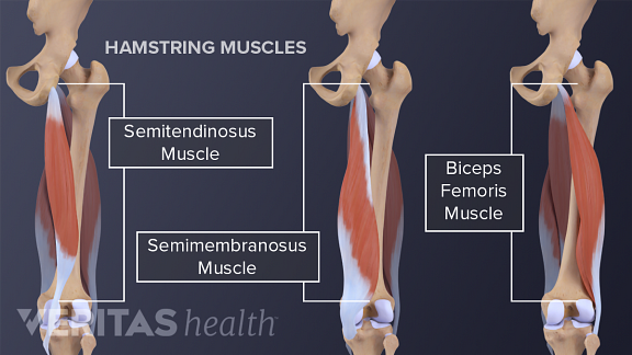 Hamstring Stretching Exercises for Sciatica Pain Relief Hamstring Stretching Exercises for Sciatica Pain Relief
